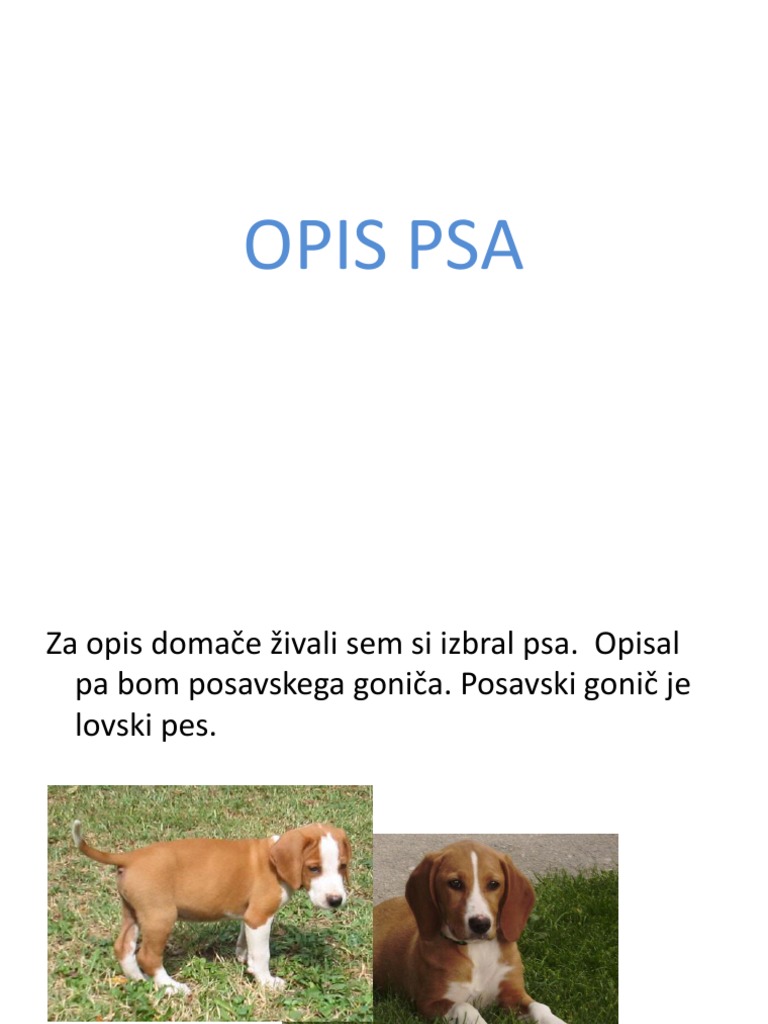 Opis Psa | PDF