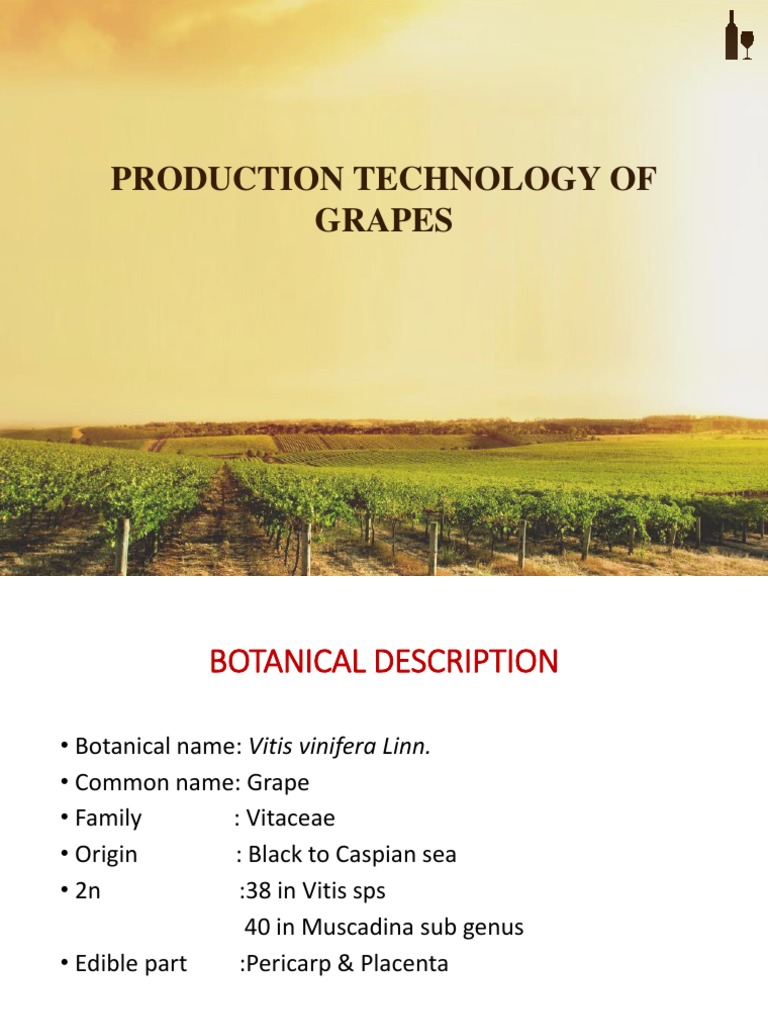 Production Technology of Grapes | PDF | Vitis | Grape