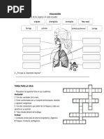 Sopa de Letras Sistema Digestivo | PDF