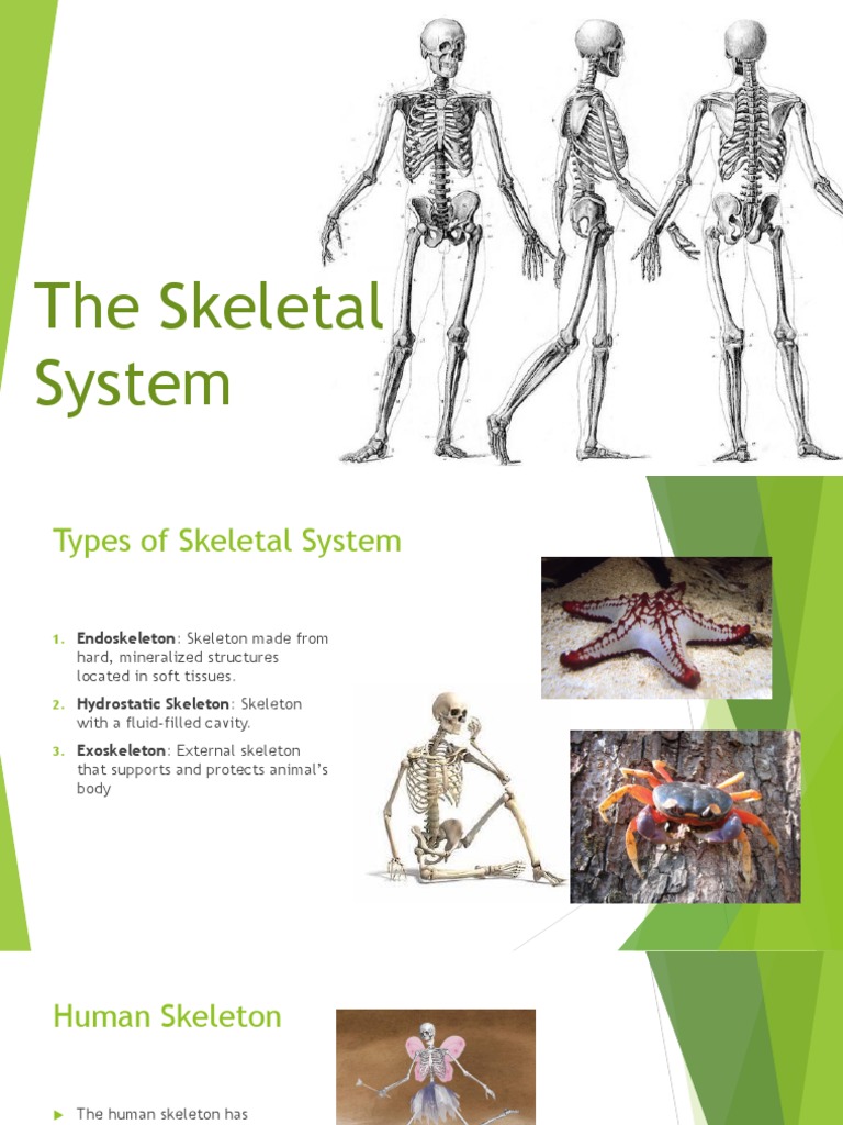 Title: The Skeletal System | PDF | Skeleton | Osteoblast