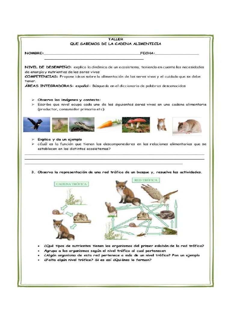 Cadena Alimenticia Taller | PDF