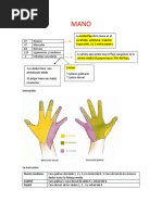 Cubito Varo y Valgo Pulgar Gatillo Dedo Boutonnier | PDF | Codo | Tendón