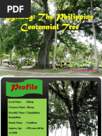 Apitong Tree: Characteristics and Uses | PDF | Home & Garden