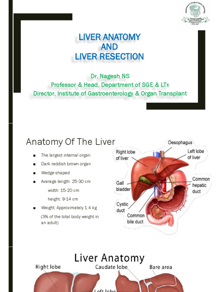 Liver Anatomy and Resection | PDF | Liver | Anatomy