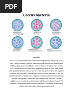 Gram Positive Cocci Flow Chart | PDF | Streptococcus | Prokaryote