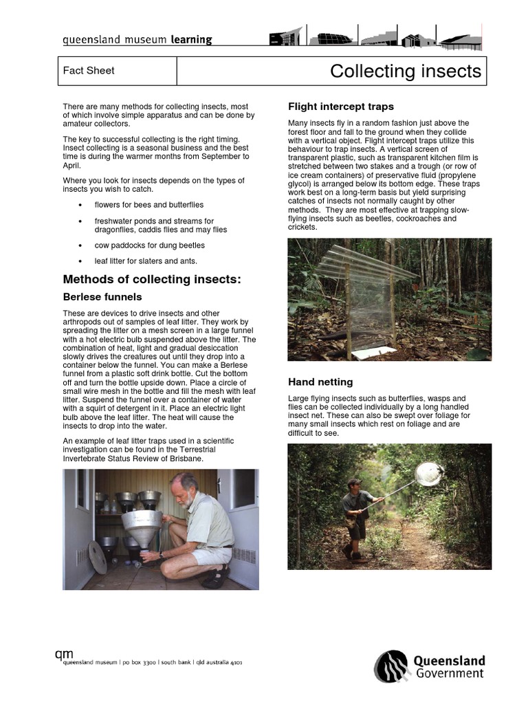 Methods of Insect Collection | PDF | Insects | Fly