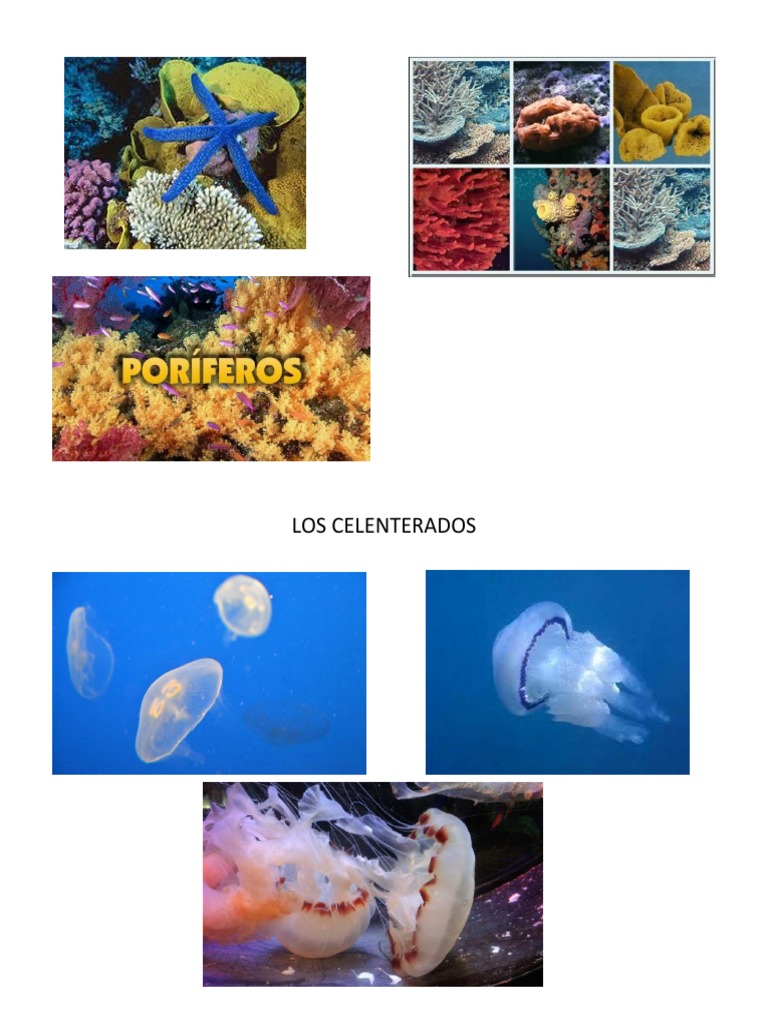 Los Celenterados | PDF