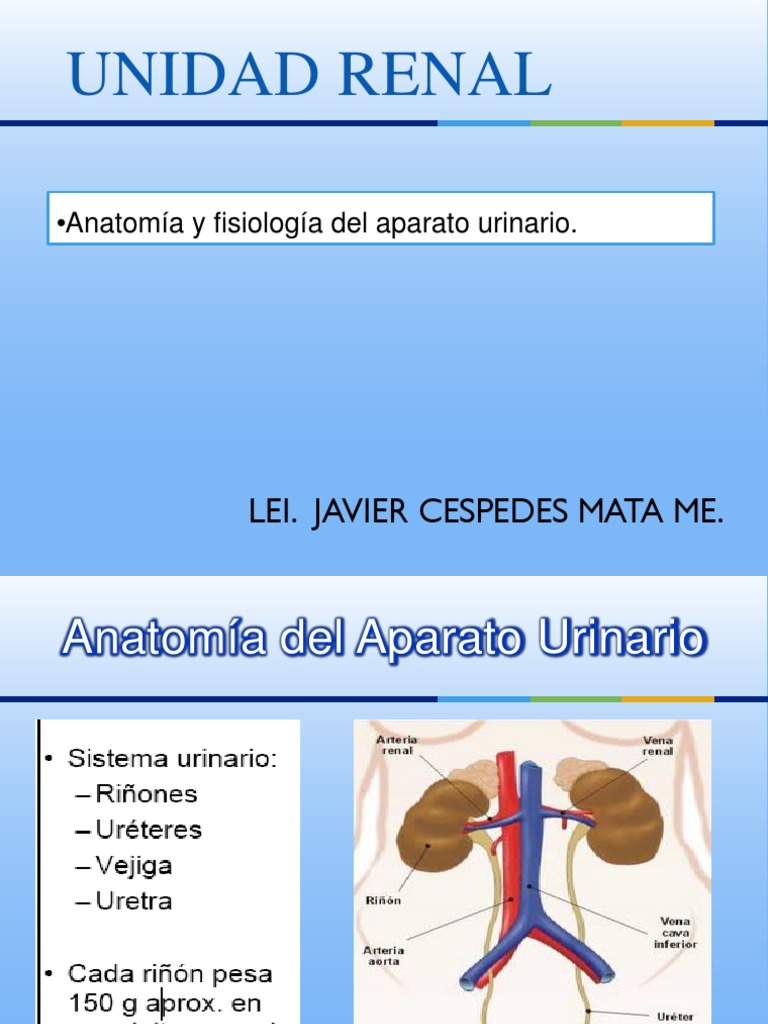Anatomia Renal PDF | PDF | Riñón | Sistema genitourinario