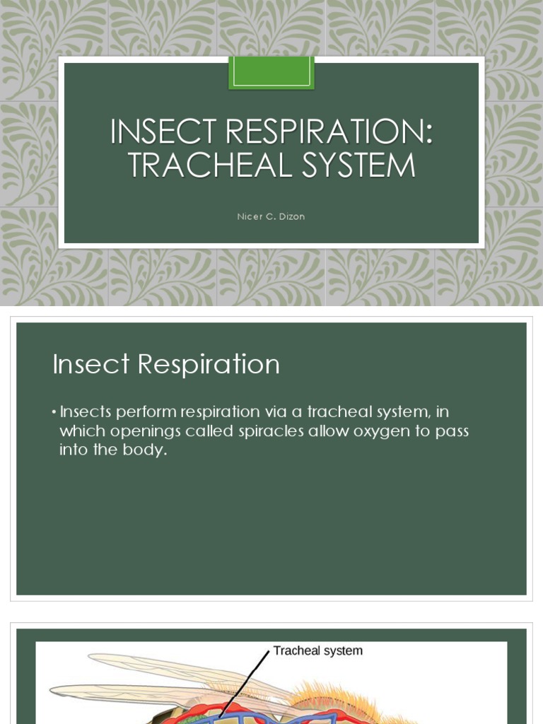 Insect Respiration: Tracheal System: Nicer C. Dizon | PDF | Social ...