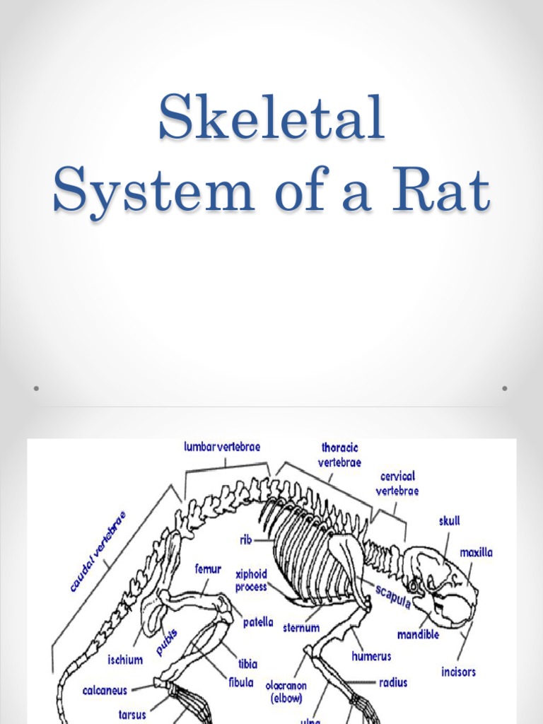 Rat Skeleton Anatomy and Structure | PDF