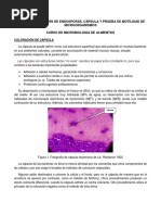 Tinción De Endosporas Técnica Schaeffer Fulton Pdf Las Bacterias
