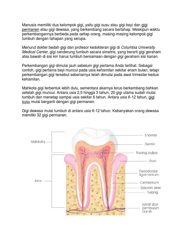 Anatomi Gigi Geligi | PDF