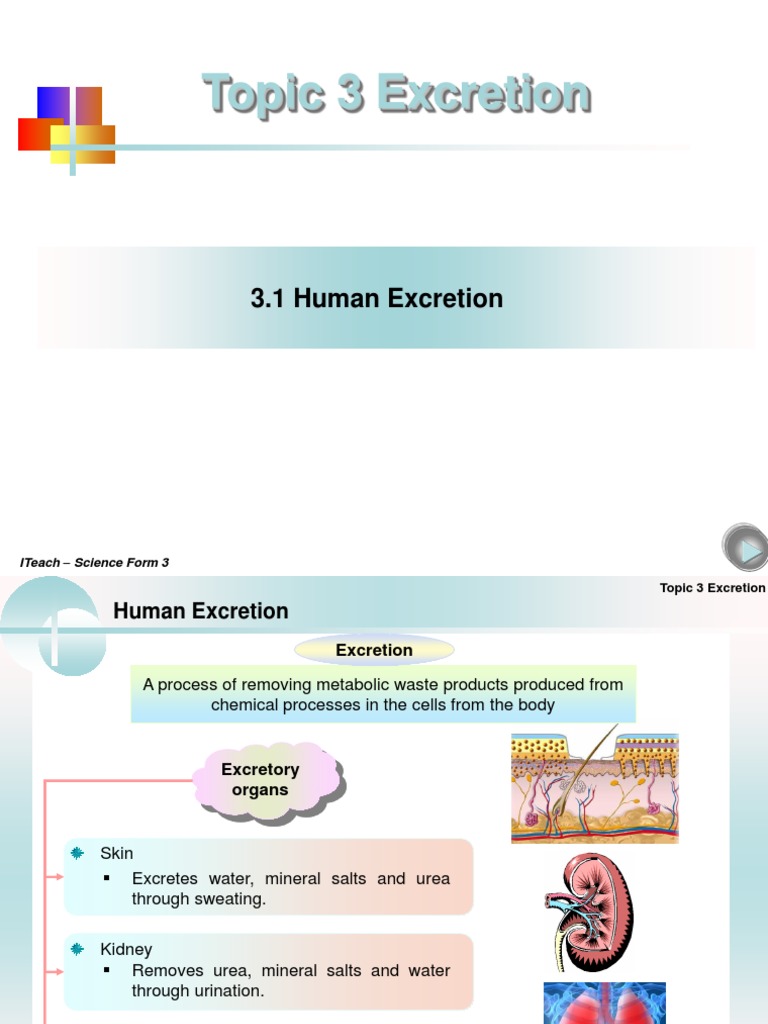 Chapter 3 - Human Excretion | PDF | Excretion | Urinary System