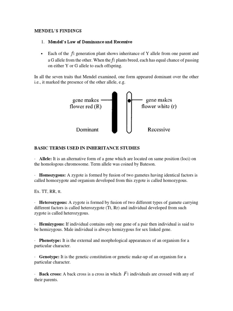 Genetics Notes | PDF | Zygosity | Allele