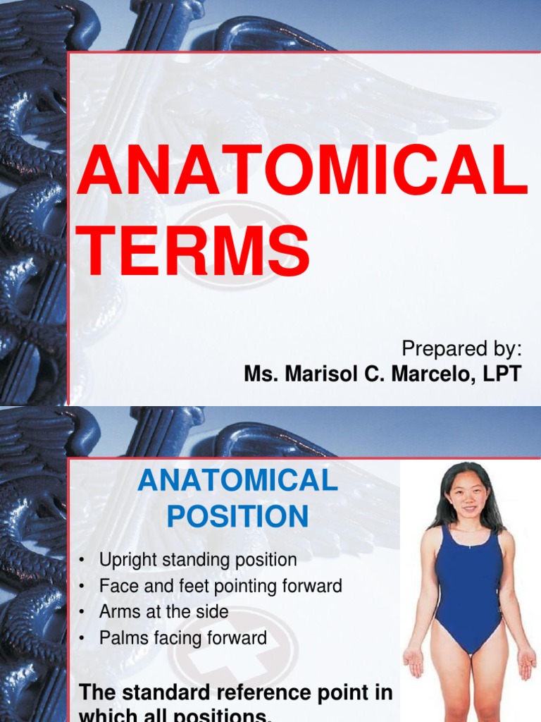 Anatomical Terms | PDF | Anatomical Terms Of Motion | Human Anatomy