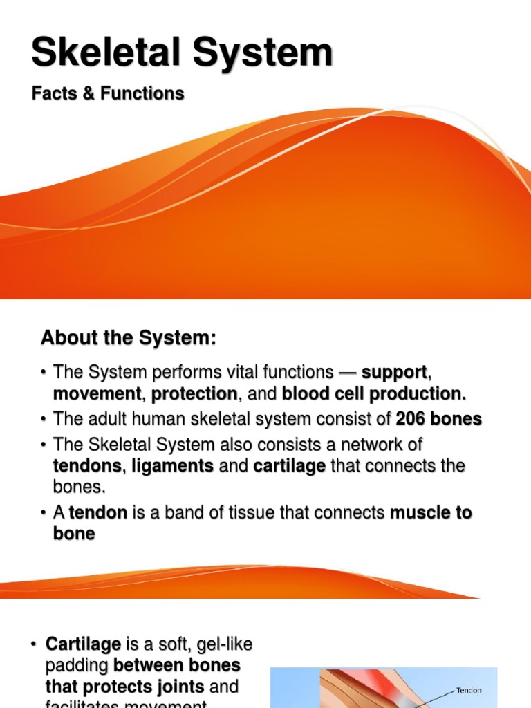 Skeletal and Muscular System | PDF