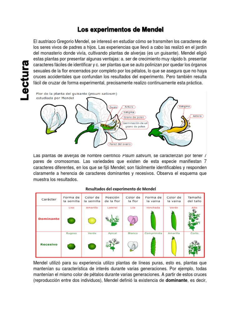 Experimentos de Mendel con Guisantes | PDF | Dominancia (Genética ...