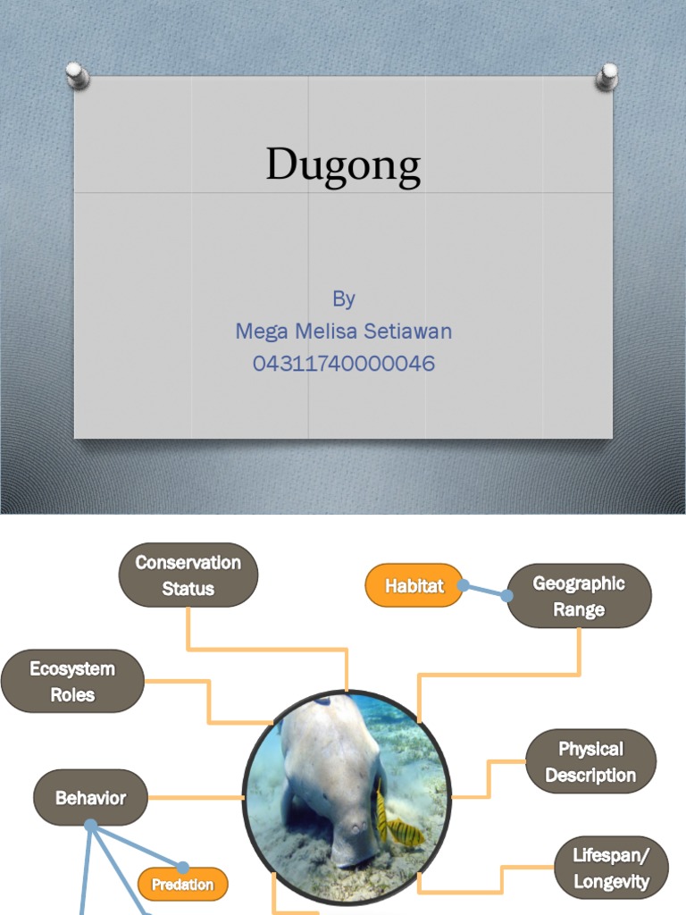 Dugong: Habitat, Behavior, and Conservation | PDF