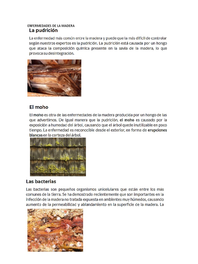 Enfermedades de La Madera | PDF