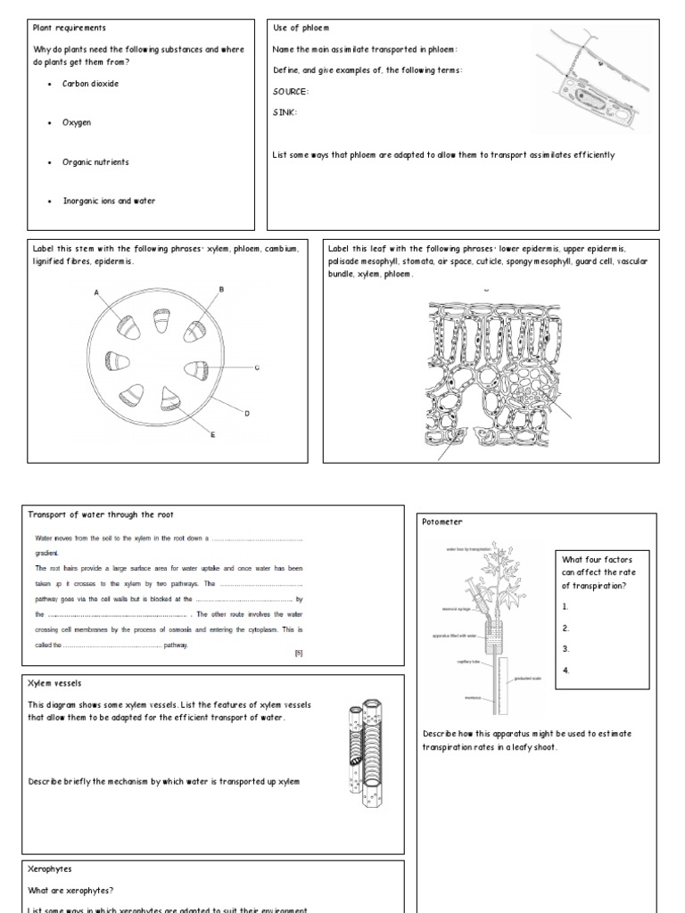 Transport in Plants Essential QN Sheets Grade 8 | PDF | Leaf | Physiology