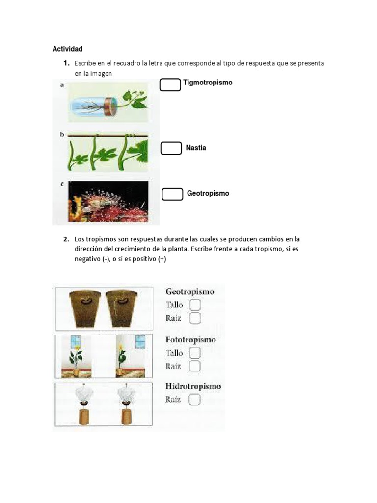 Hoja De Trabajo Sobre Los Tropismos De Las Plantas GUIA PEDAGOGICA