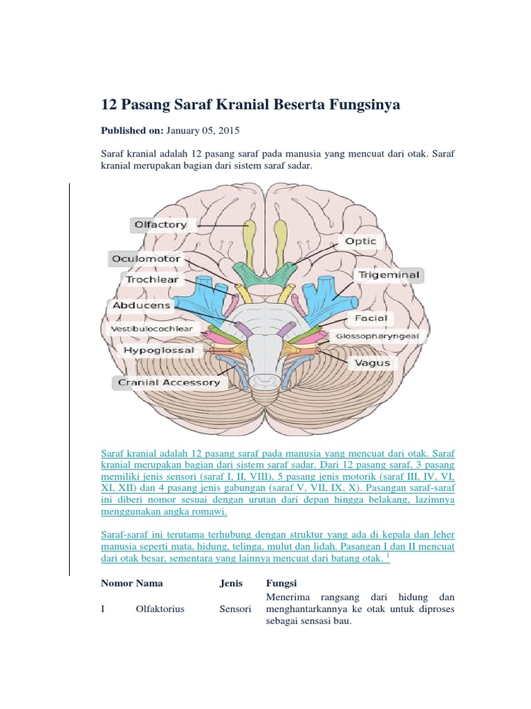 12 Pasang Saraf Kranial Beserta Fungsinya | PDF