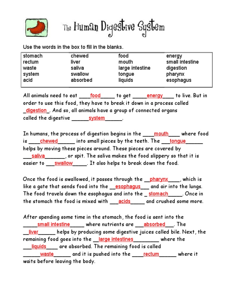 Digestive System Quiz | PDF