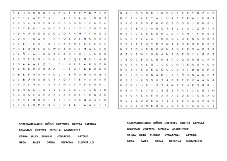 Sopa de Letras Sistema Urinario | PDF