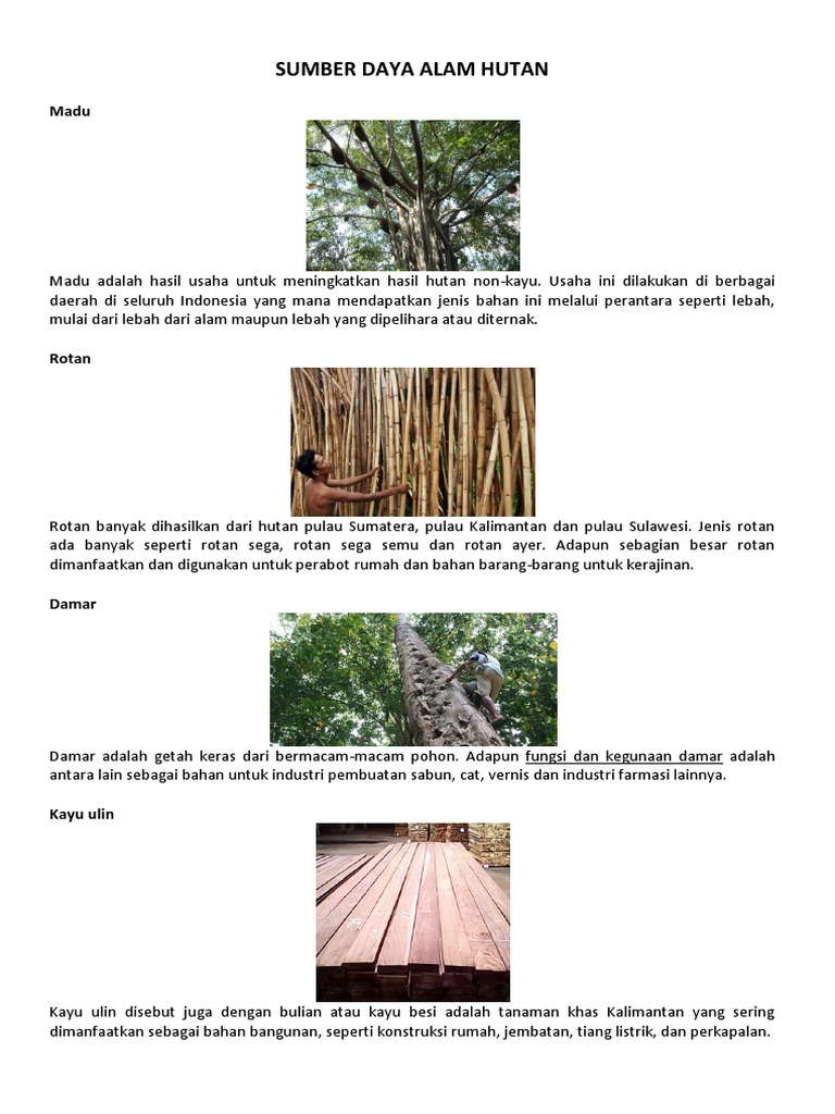 Sumber Daya Alam Hutan dan Manfaatnya | PDF