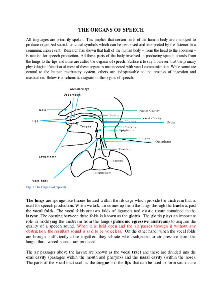 The Sounds of English | PDF | Vowel | Phoneme