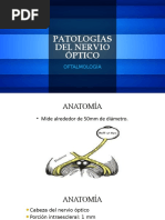 Anatomía y Patología de La Papila Óptica | PDF | Retina | Ojo humano