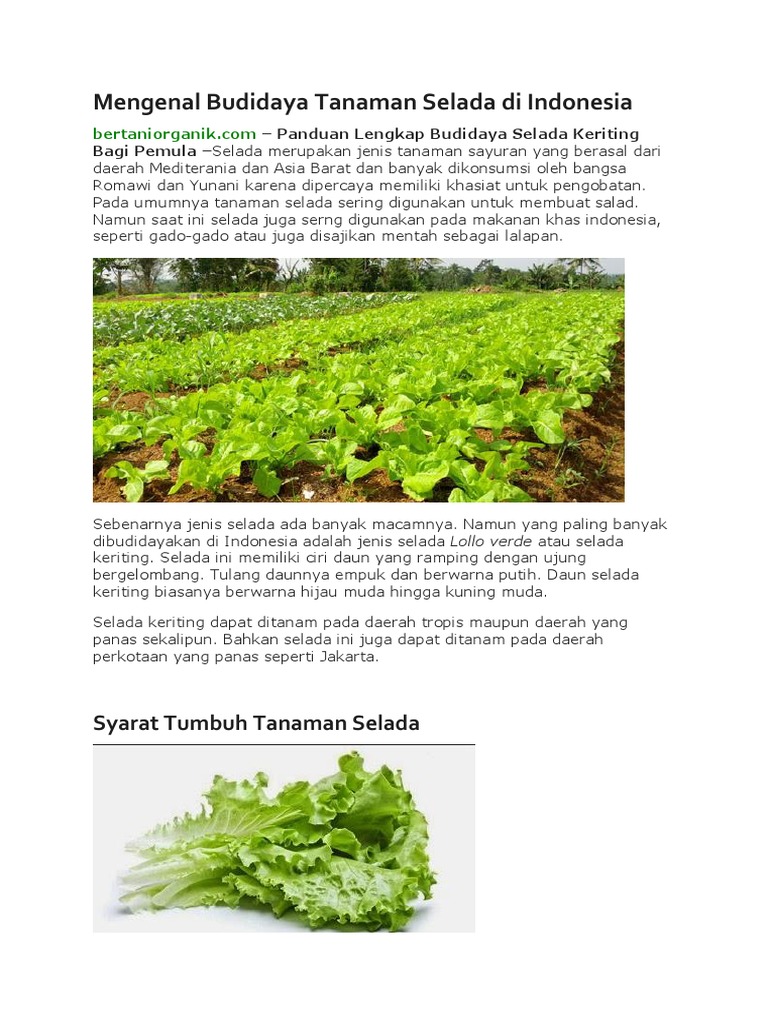 Mengenal Budidaya Tanaman Selada Di Indonesia | PDF