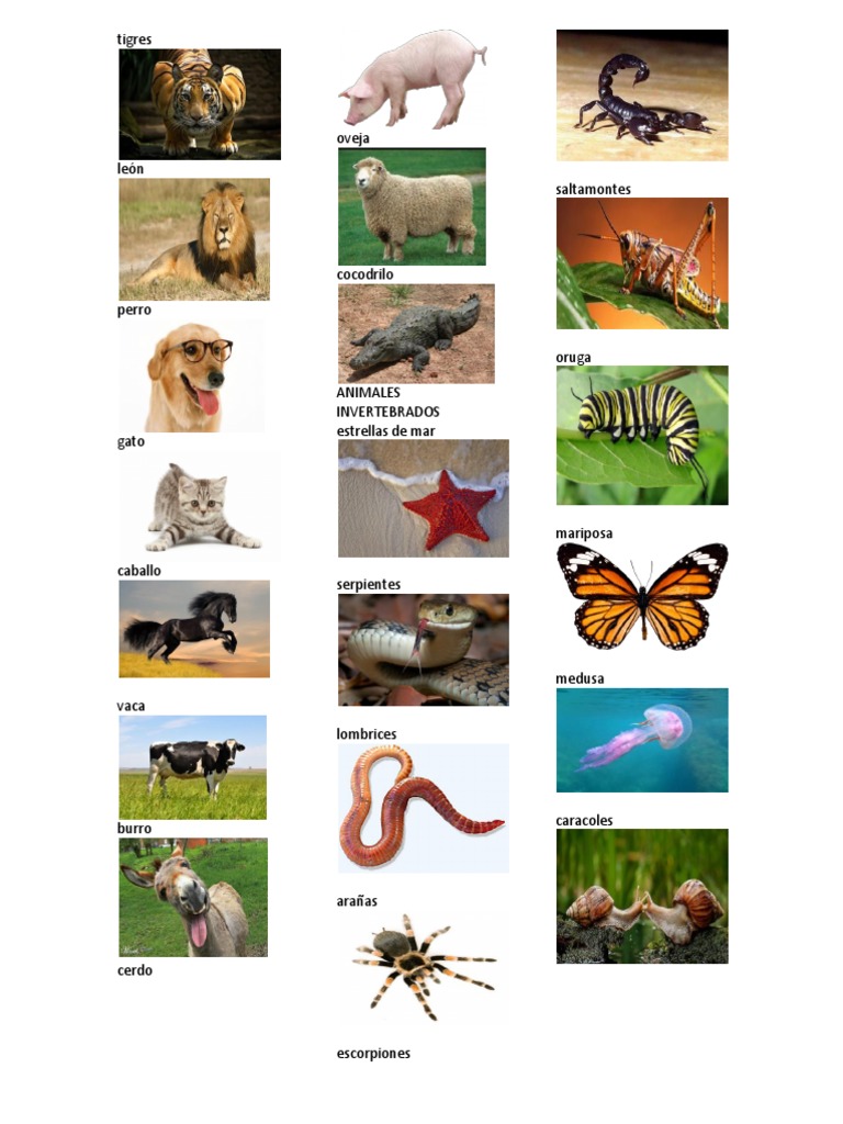 10 Animales Vertebrados e Invertebrados