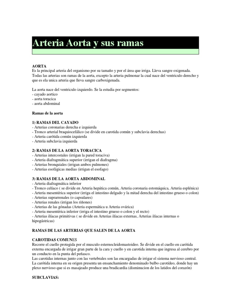 Arteria Aorta y Sus Ramas | PDF | Aorta | Abdomen