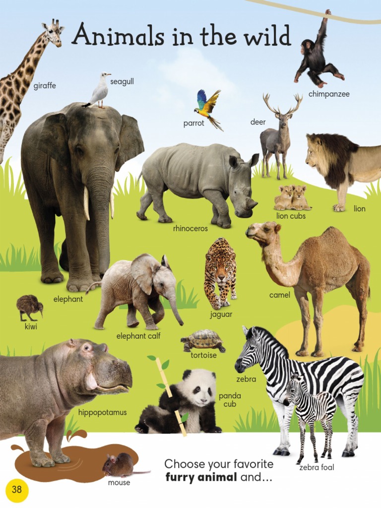 DK 1000 Useful Words Build Vocabulary and Literacy Skills 1465470840 | PDF