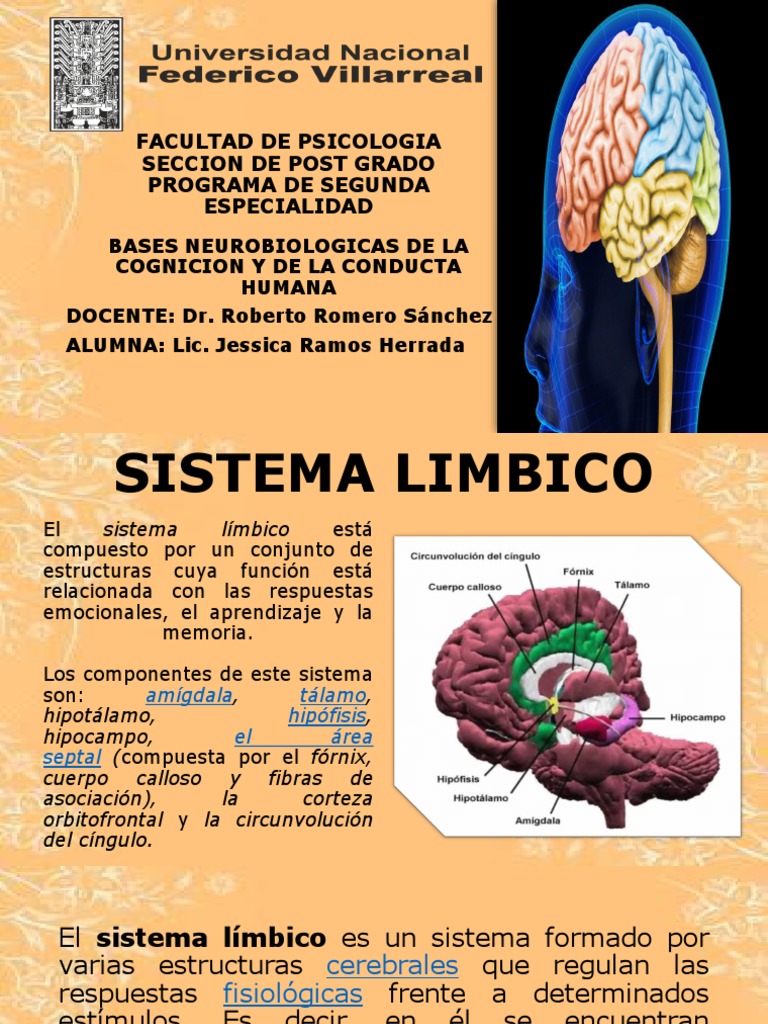 Sistema Limbico | Sistema límbico | Cerebro
