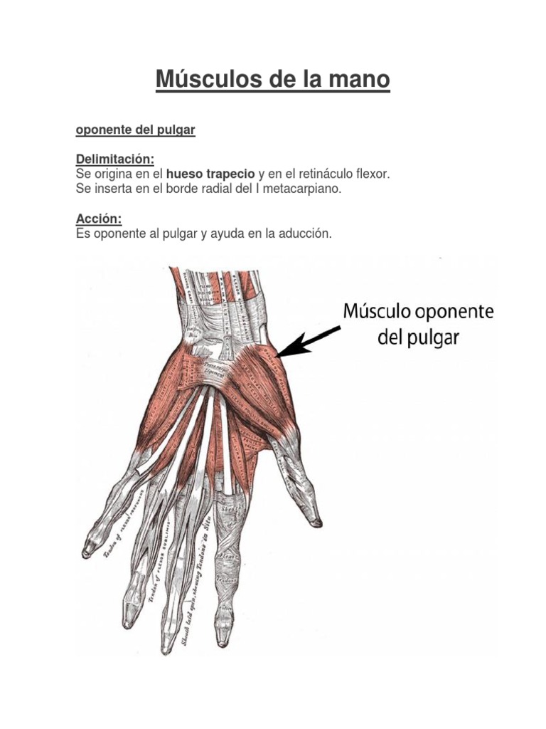 Músculos de La Mano | PDF | Sistema musculoesquelético | Extremidades ...