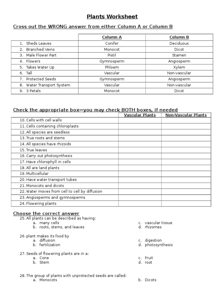 Plant Worksheet Practice | PDF | Leaf | Plant Stem