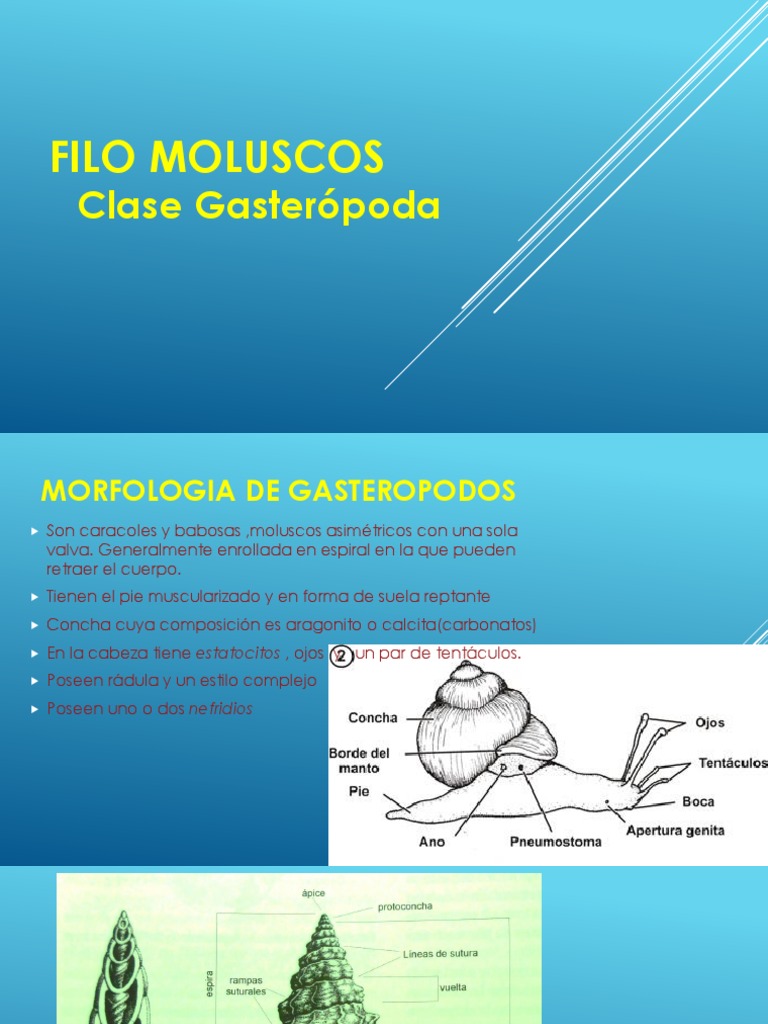 Morfología y clasificación de los moluscos gasterópodos | PDF