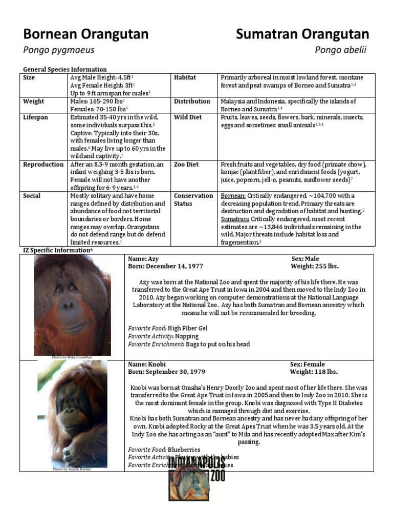 Orangutan 2019 | PDF | Orangutan | Ape