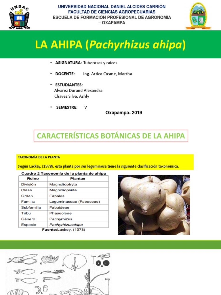 Ajipa | PDF | Siembra | Suelo