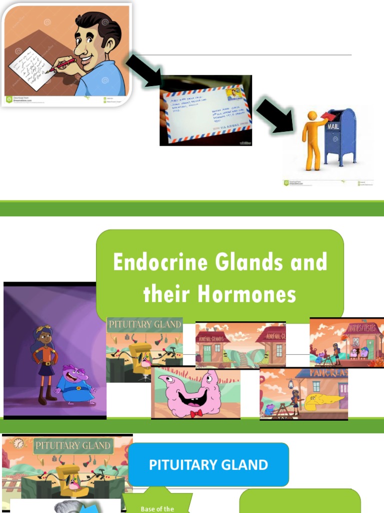 Endocrine System | PDF | Animal Anatomy | Glands