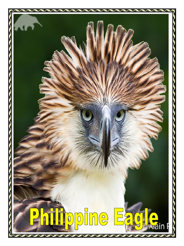 Natatanging Hayop Sa Pilipinas | PDF