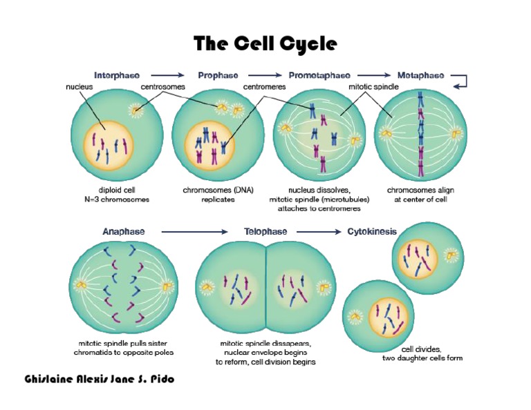 The Cell Cycle: Ghislaine Alexis Jane S. Pido | PDF | Nature