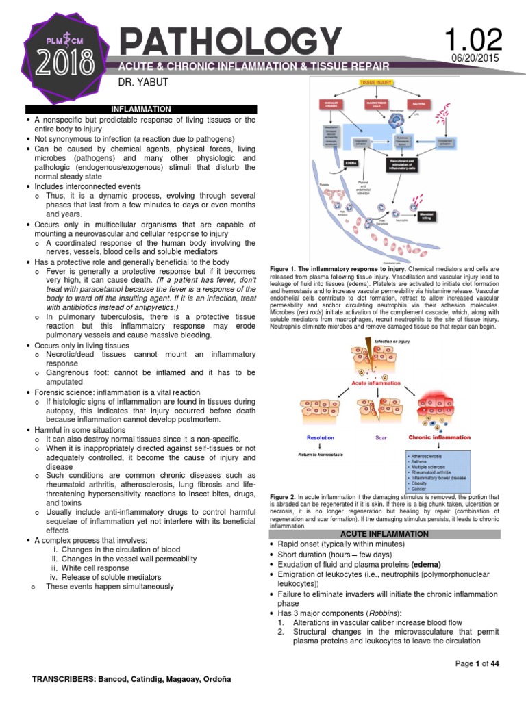 Inflammation: Mechanisms and Phases | PDF | Cell Adhesion | Inflammation