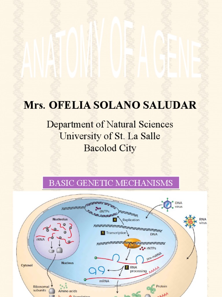 Anatomy of A Gene | PDF | Messenger Rna | Gene
