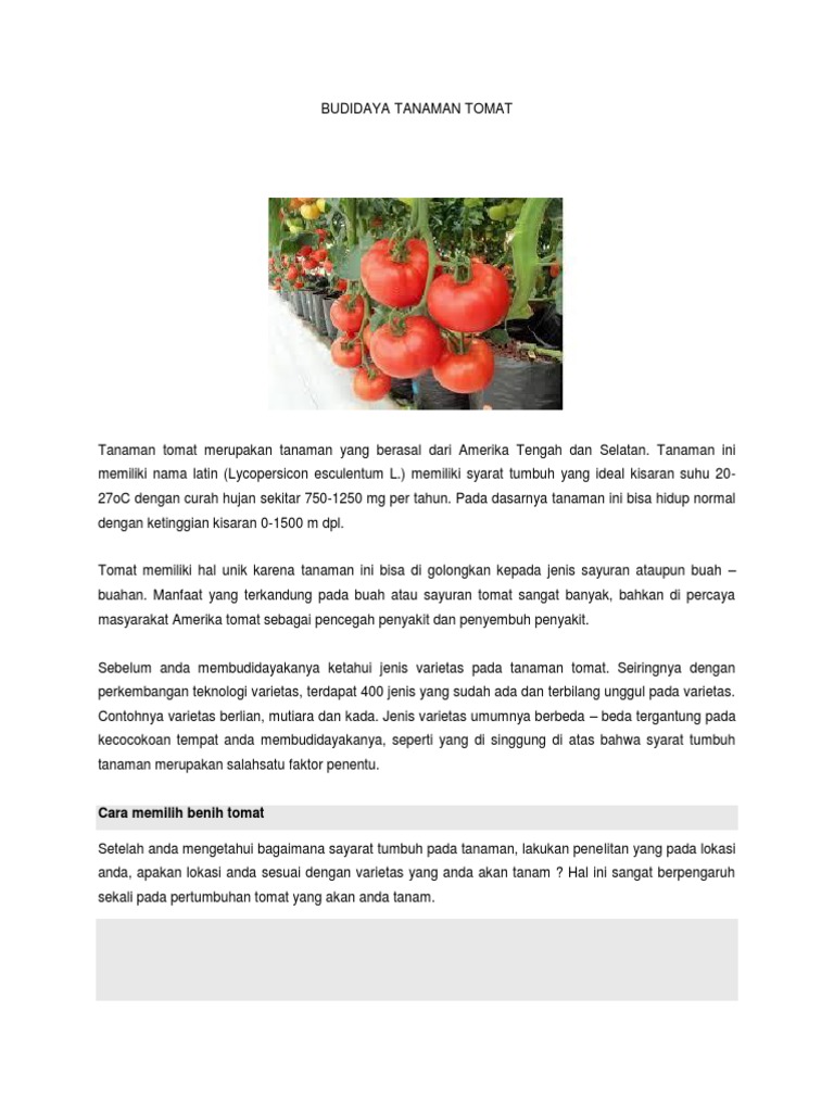 Budidaya Tanaman Tomat | PDF