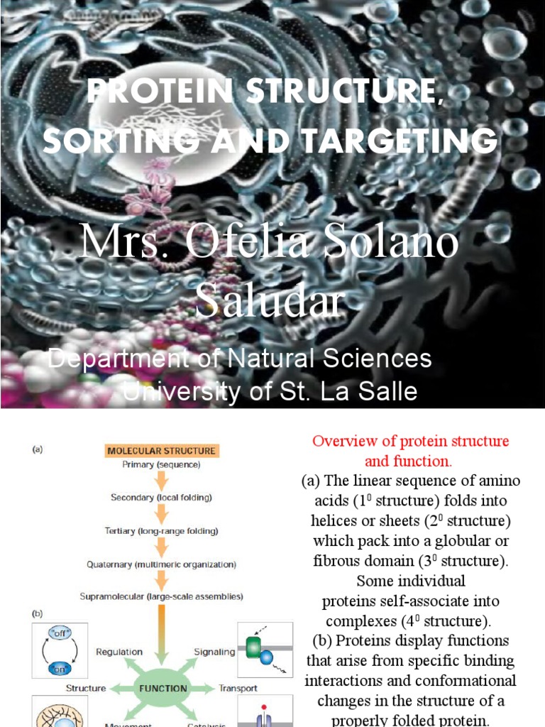 Protein Structure, Targeting and Sorting | PDF | Molecular Biology ...