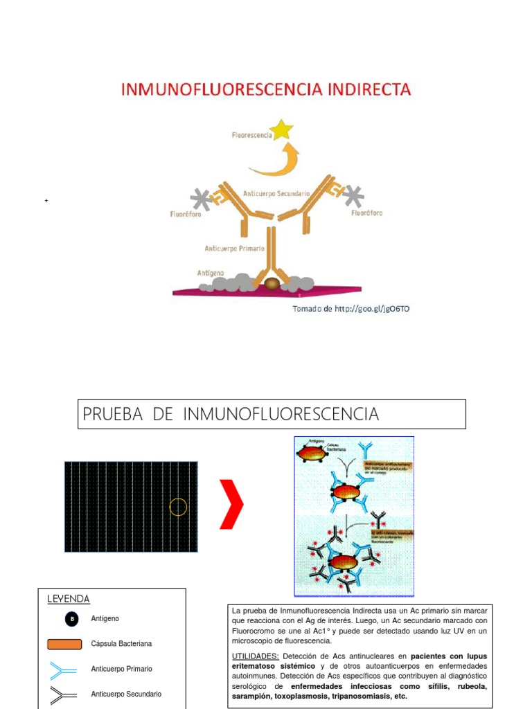 Prueba de Inmunofluorescencia Indirecta (Ifi) | PDF