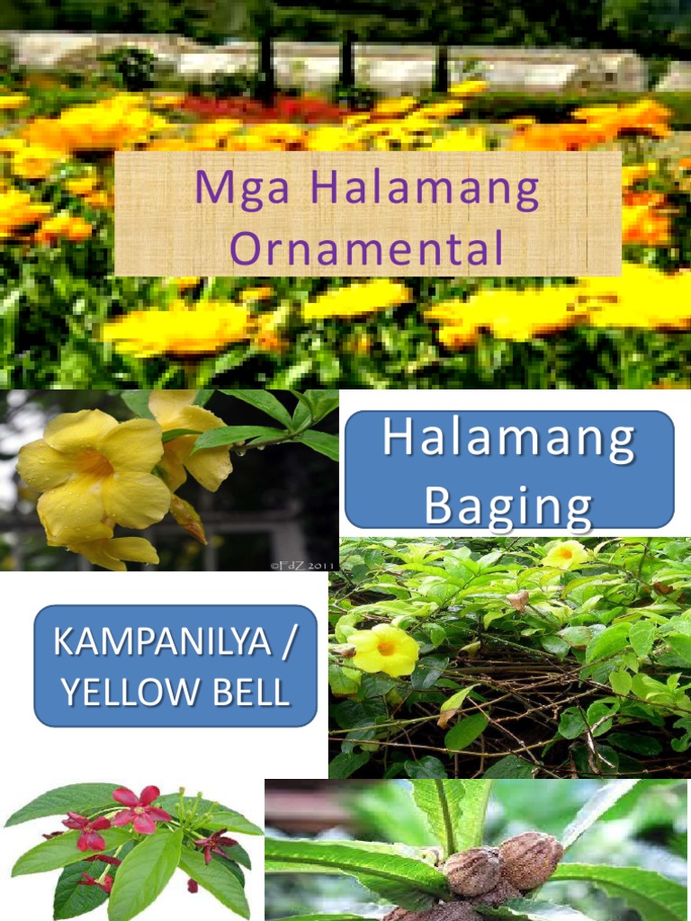 Halamang Ornamental | PDF